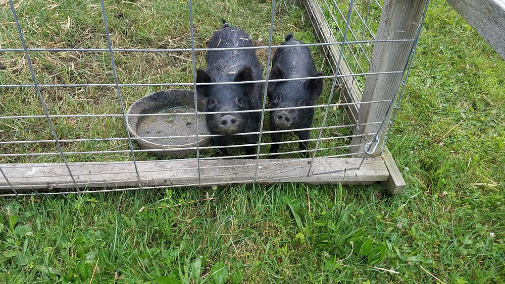New Farm Animals!