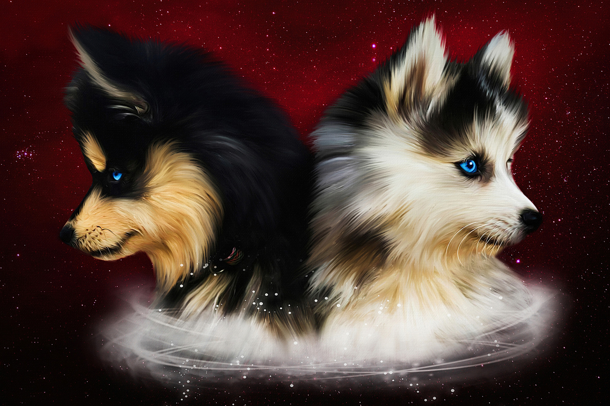 F3 pomsky for sale - Our Pomsky Yard