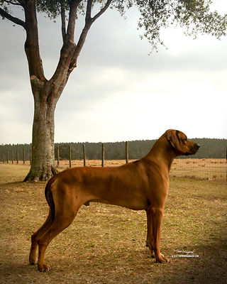 Ridgeback Breeder, Puppies for Sale