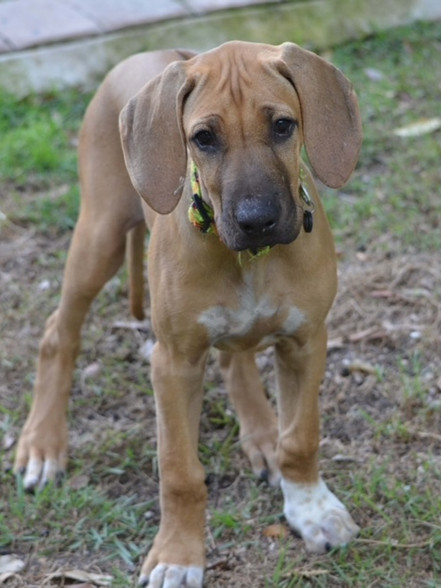 Rhodesian Ridgeback Breeder & Puppies for Sale | Aariel Ridgebacks ...