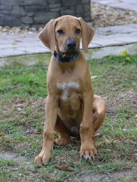 Rhodesian Ridgeback Breeder & Puppies for Sale | Aariel Ridgebacks ...