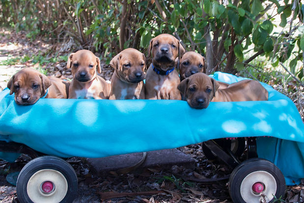 Rhodesian Ridgeback Breeder & Puppies for Sale | Aariel Ridgebacks ...