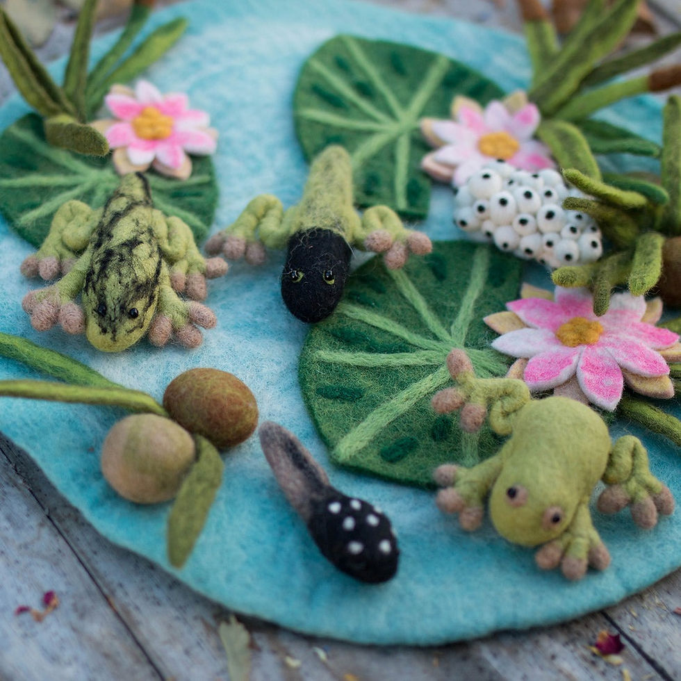 GUS + MABEL Felt Frog Life Cycle Set | themulberrytreehouse