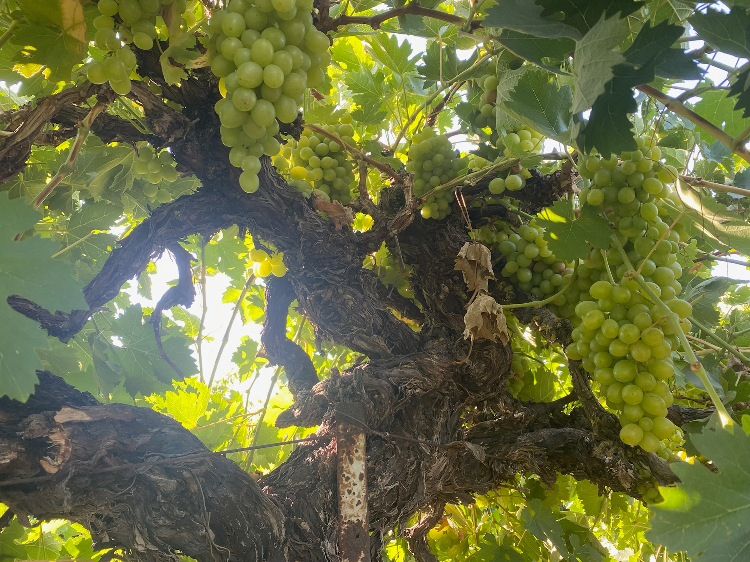 In Dabouki Land: Interdisciplinary notes on the cultural history of a ...