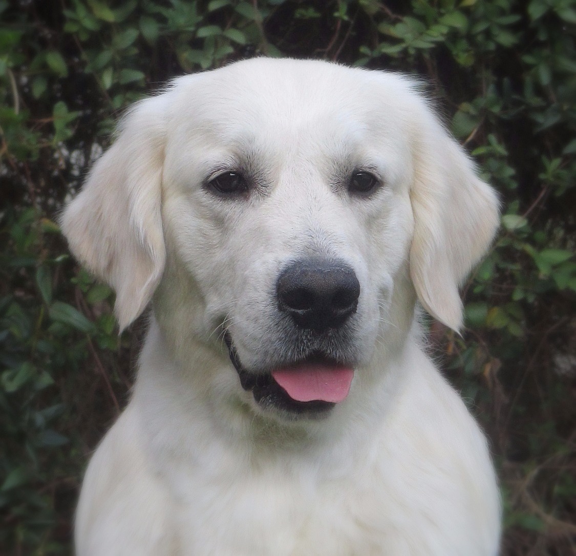 English Creme Stud | Golden Retriever | Amazing Goldens Utah