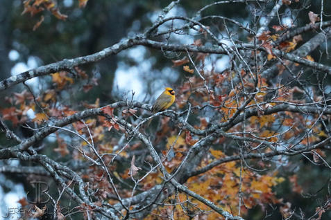 Jeremy Black Photography | Yellow Northern Cardinal