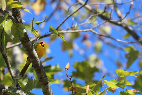 Jeremy Black Photography | Yellow Northern Cardinal