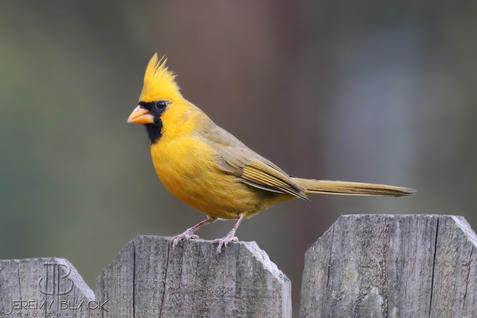 Jeremy Black Photography | Yellow Northern Cardinal