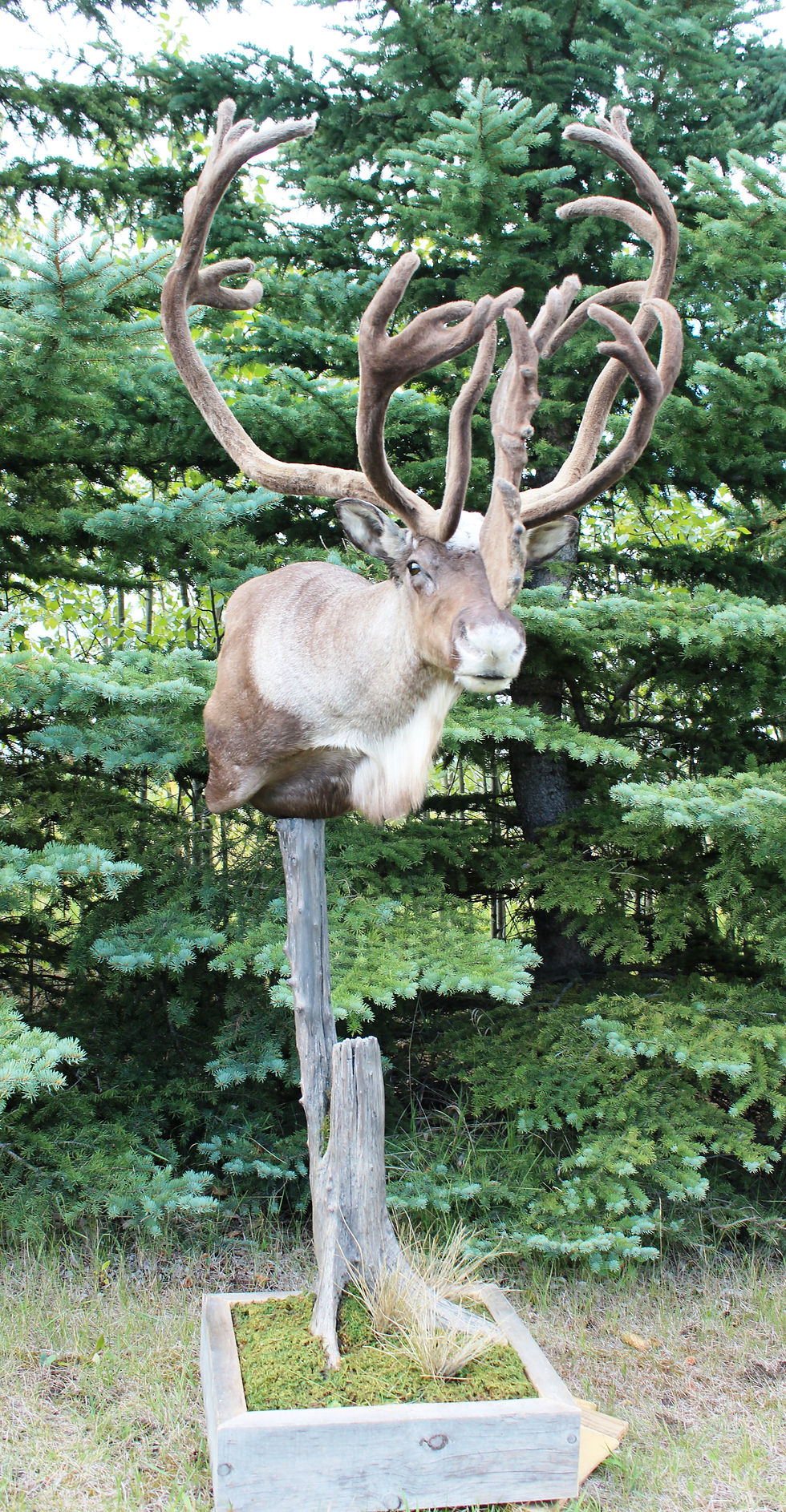 Caribou Mounts