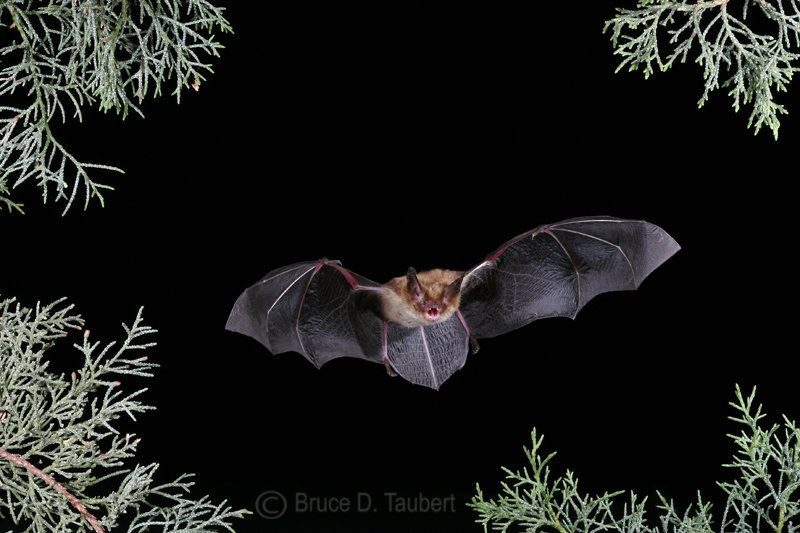 Southwestern Myotis