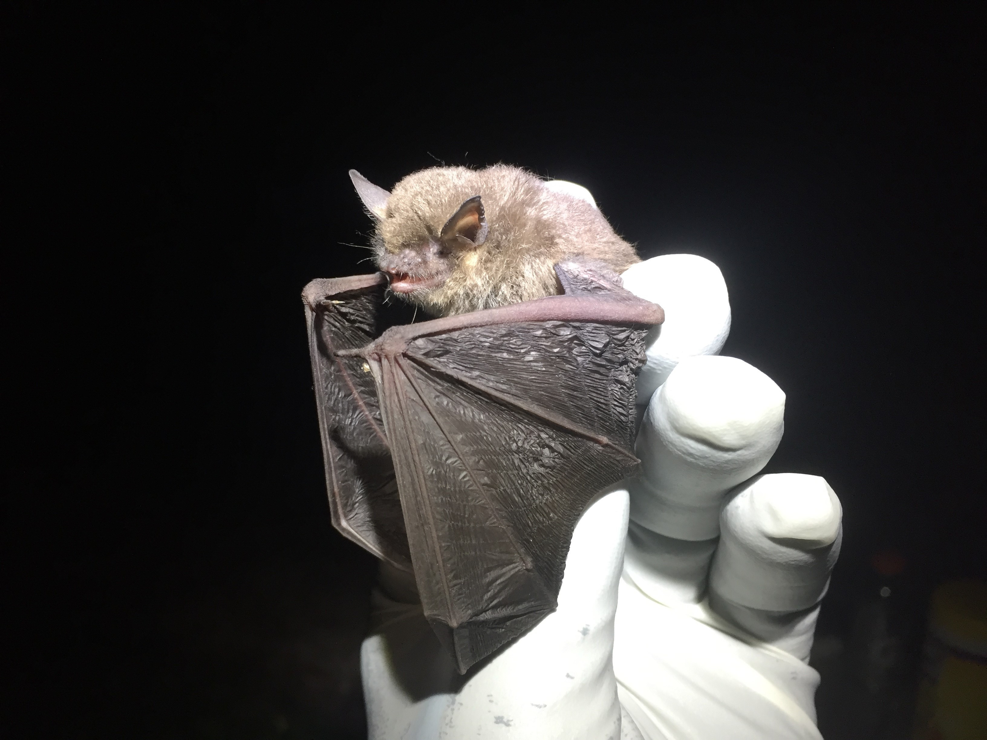 Gray Myotis