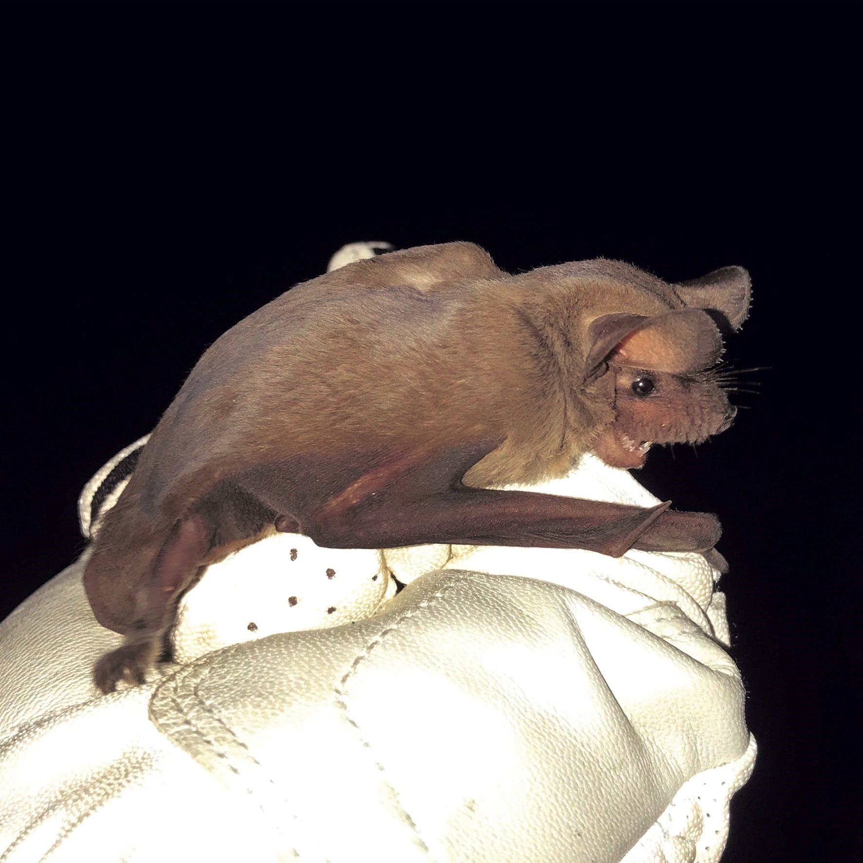 Brazilian Free-tailed Bat