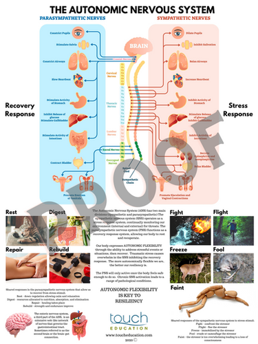 Autonomic Flexibility Poster | Touch Education