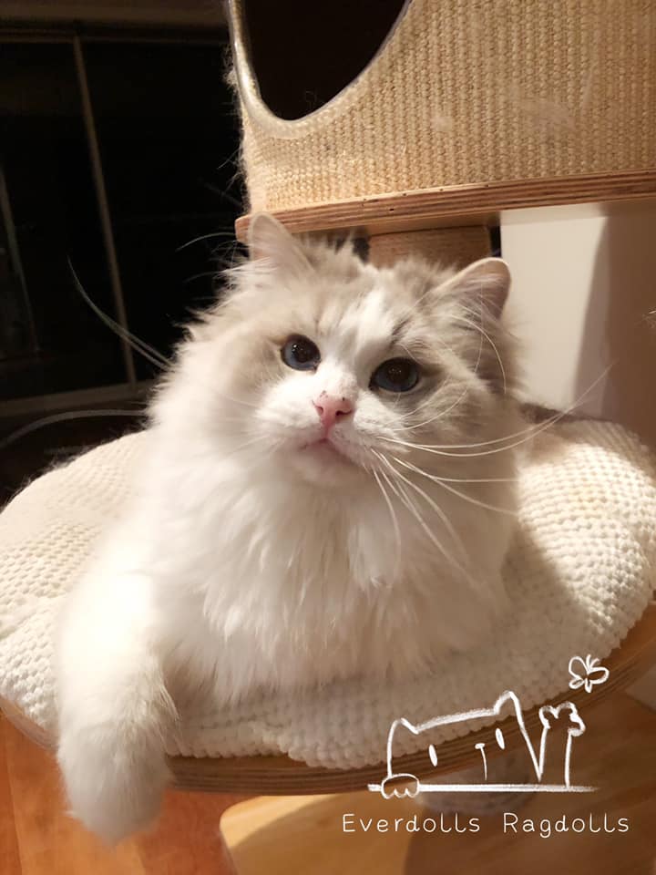 Everdolls Ragdolls