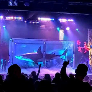 GALLERY | Animalguyz