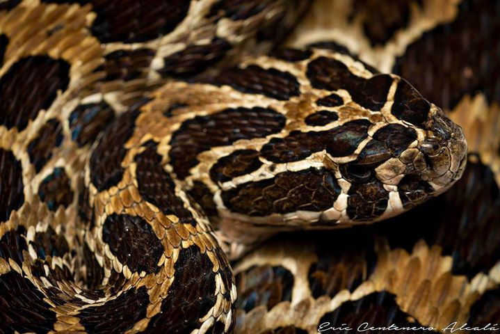 Mexican Lance-headed Rattlesnake