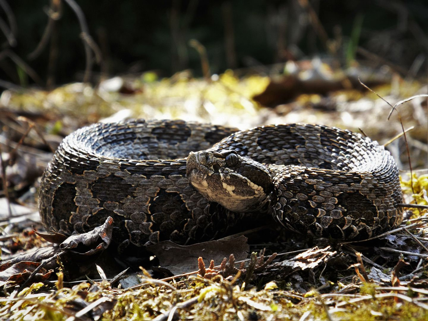 Eastern Massasauga Rattlesnake