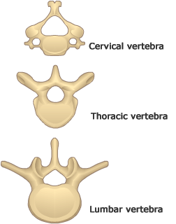 Coluna Vertebral (Osteologia)