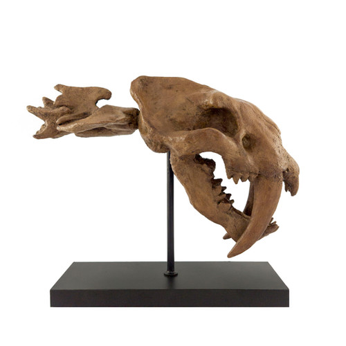 Sabertooth | Fossilart