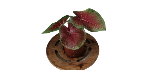 Starburst Caladium | My Site