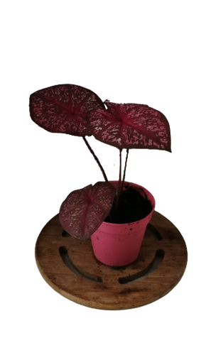 Scarlet Flame Caladium | My Site