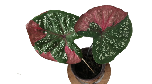 Caladium Red Beret/Cat Tumpah | My Site