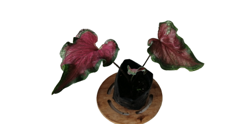 Caladium Freida Hemple Red | My Site