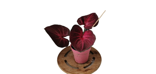 Caladium Red Devil | My Site