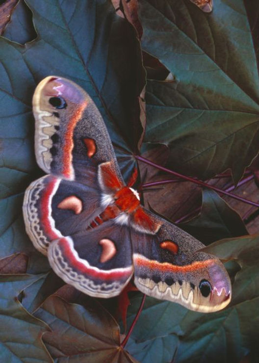 most beutiful moth