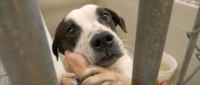 Animal Shelter | Humane Society of the Delta | United States