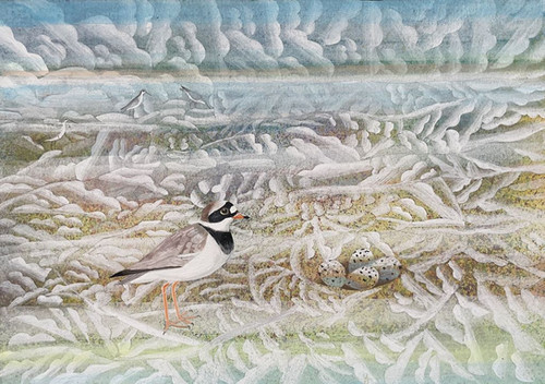 Ringed Plover | reserve