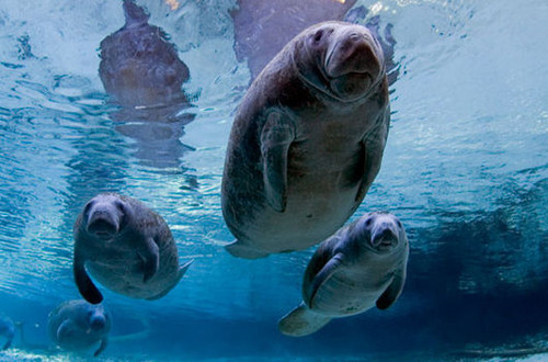 Manatee Family Membership | Save Crystal River