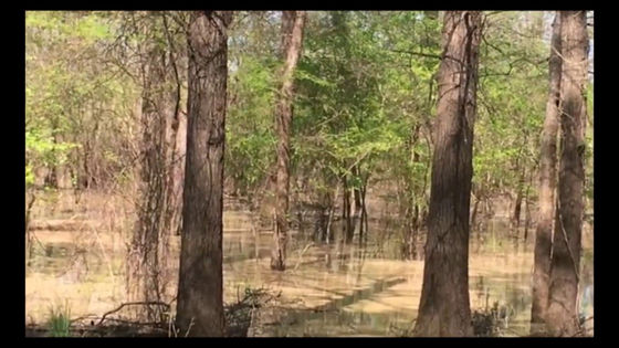 Home | The Official Page of The Swamp Booger