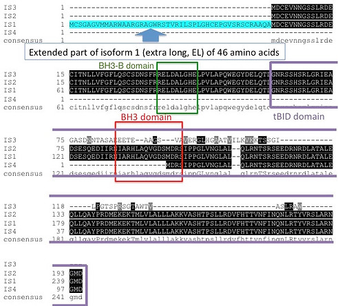 Human Isoforms | bid-pro-apoptosis