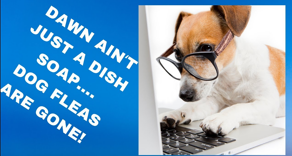 DIY Get Rid of Dog Fleas with Dawn Soap