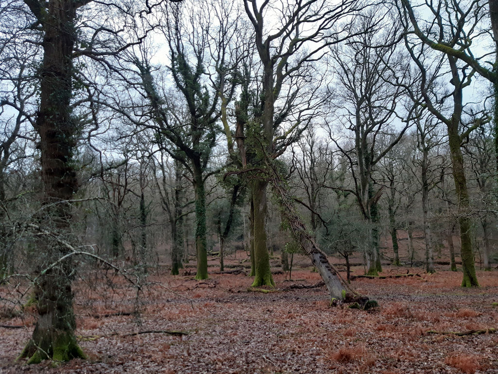 WNF blog | Wild New Forest | New Forest National Park