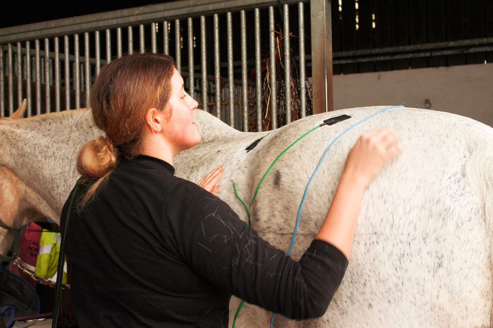 H-wave: An Equine Case Study