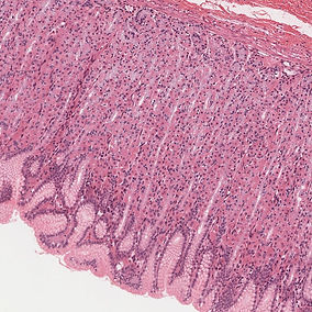 Microscopio virtual | Elysium
