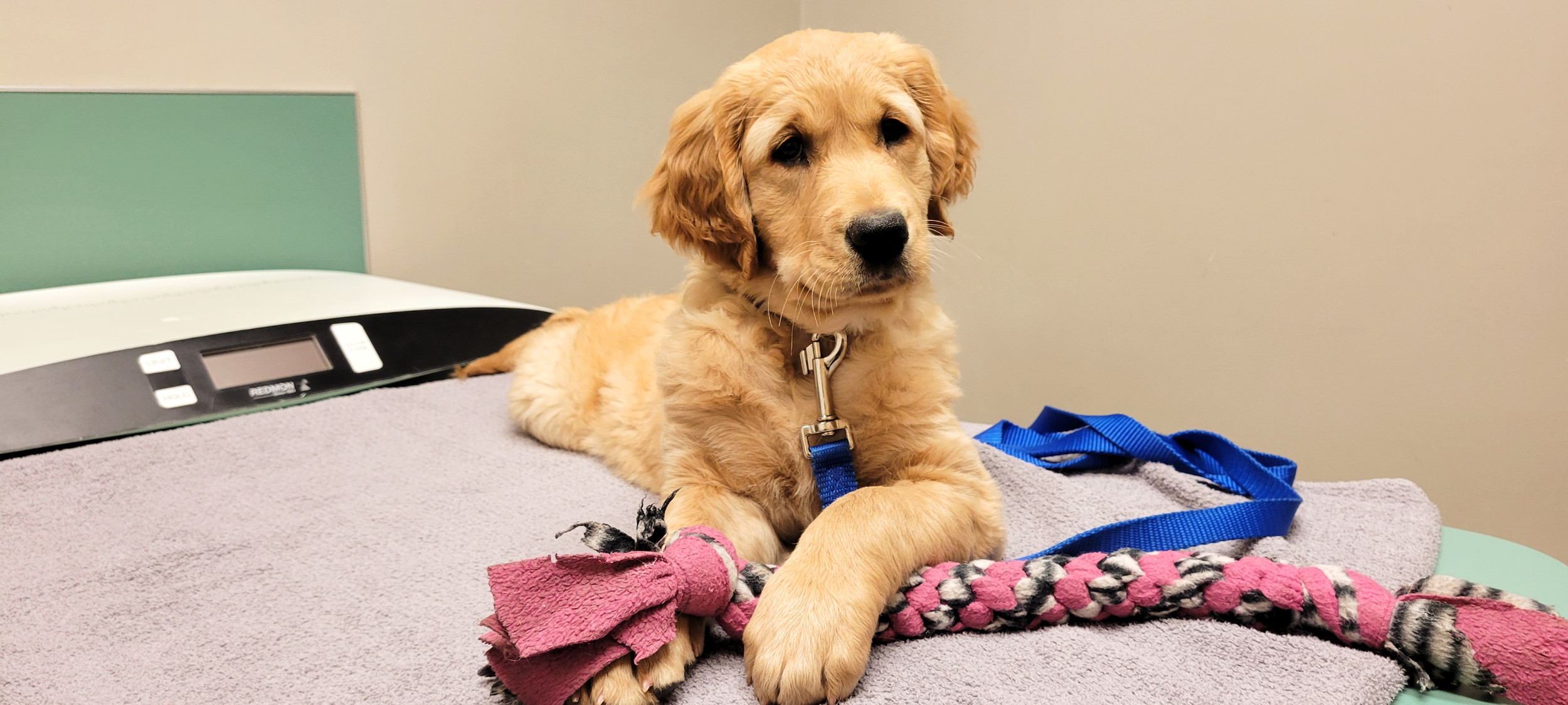 Home | Izzy The Therapy Dog | Adventures of a future Therapy Dog Blog