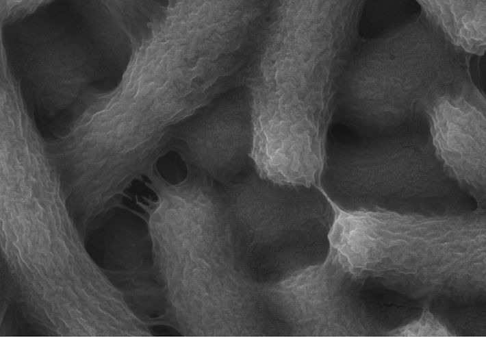 Home | Ritesh Ranjan Pal Laboratory | RRP Lab | Molecular Microbiology ...