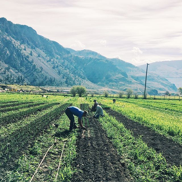 Organic | Honest Food Farm | Cawston