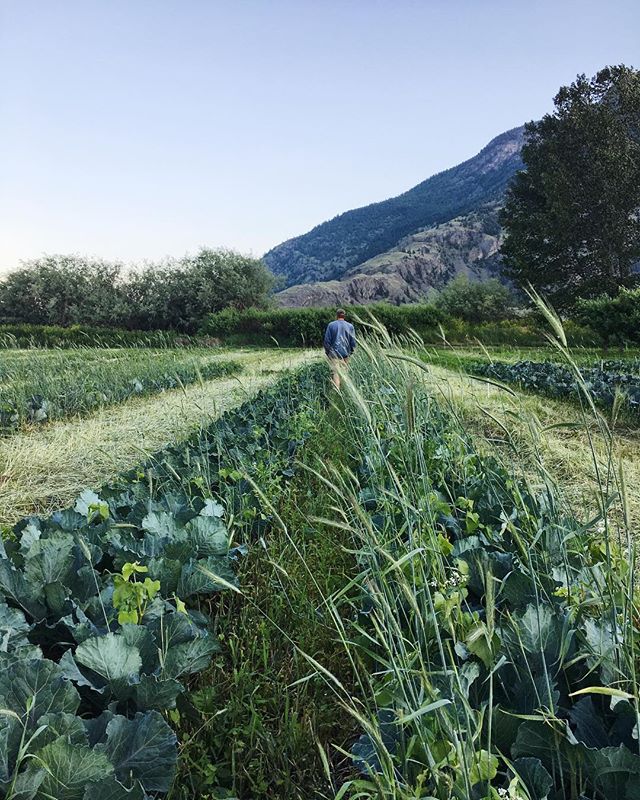 Organic | Honest Food Farm | Cawston