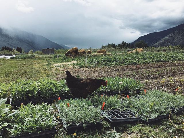 Organic | Honest Food Farm | Cawston