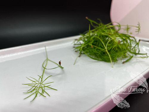 Fennel Microgreens | 'Ano Farms