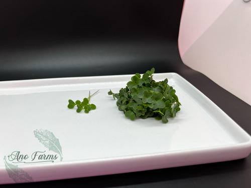 Cauliflower Microgreens | 'Ano Farms