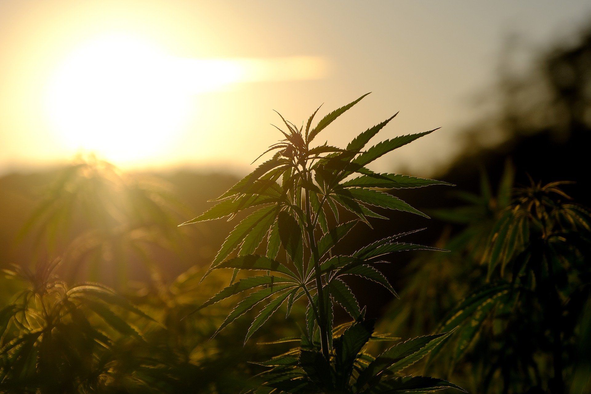 Cannabis and Hemp boon or bane to India? | THC Store