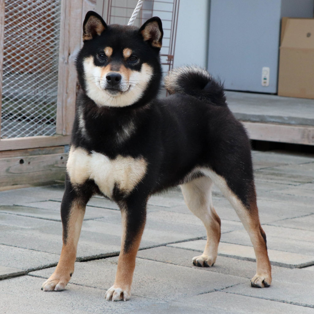 Protecting the Japanese Dog's Nature