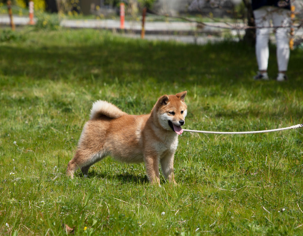 Dog Run for Shiba Inu