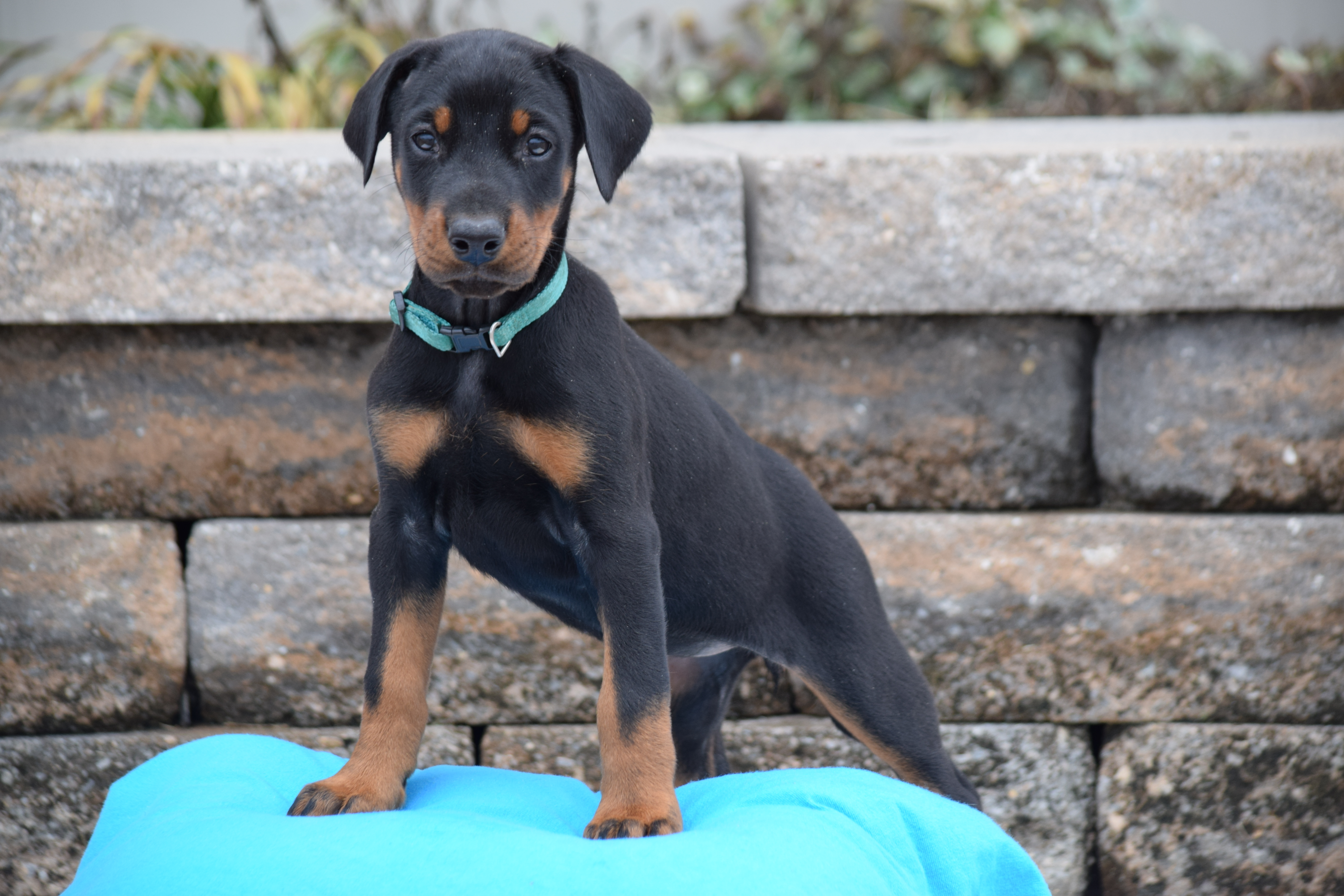 Puppies | sunny-hill-dobermans
