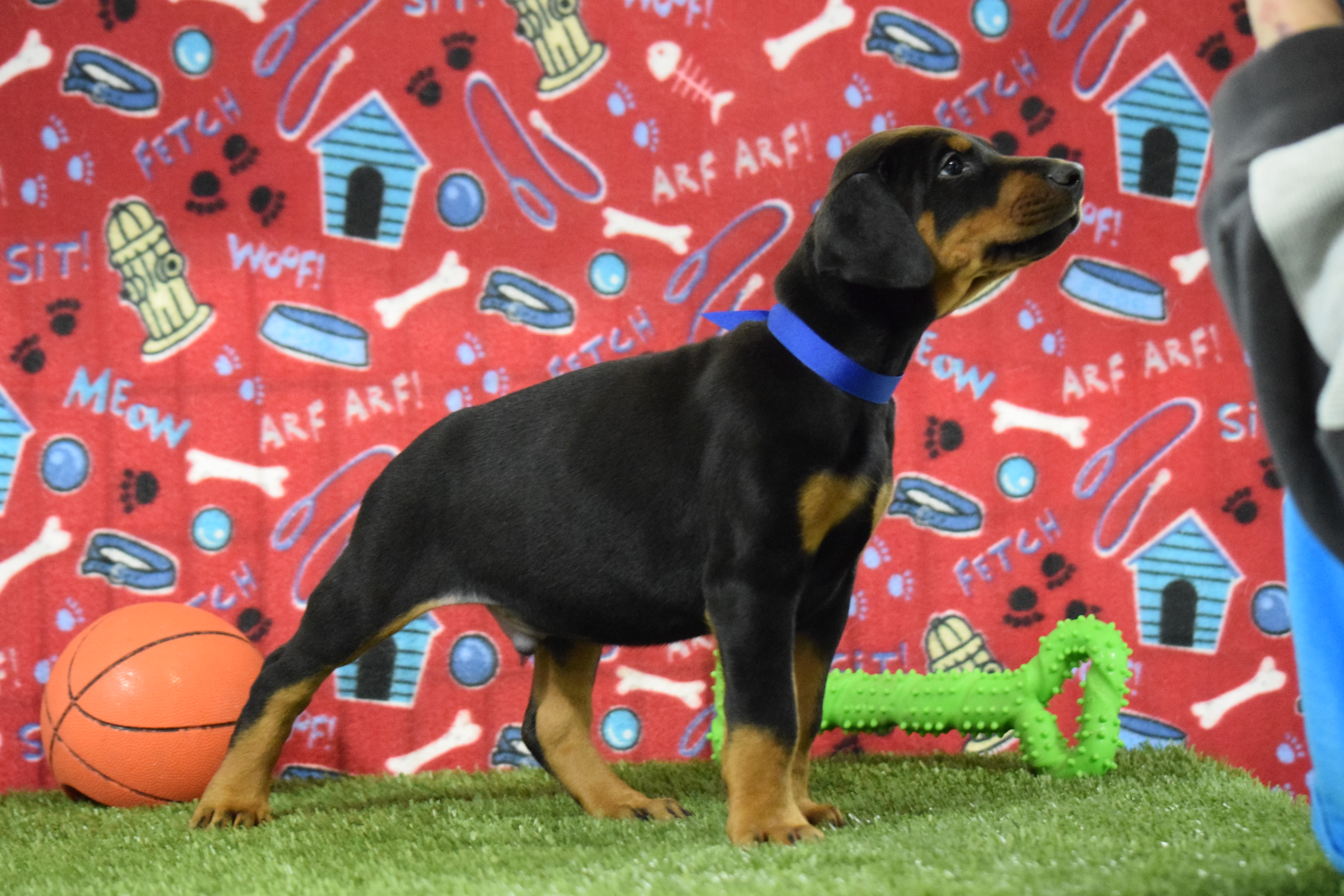 Puppies | sunny-hill-dobermans